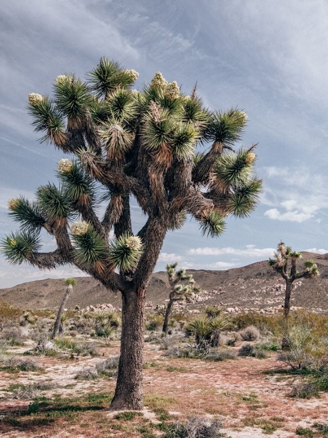 Best Things to Do in Joshua Tree National Park - Live Love Run Travel