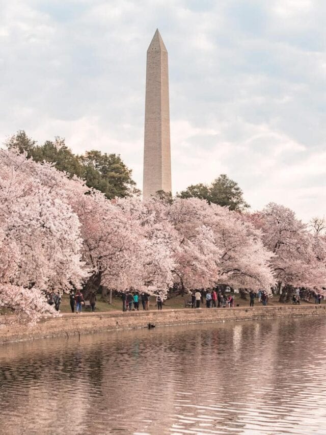 Tidal Basin Cherry Blossoms: Best Cherry Blossoms in DC Story - Live Love Run Travel
